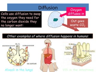 OCR Biology B3 part 2 | PPT