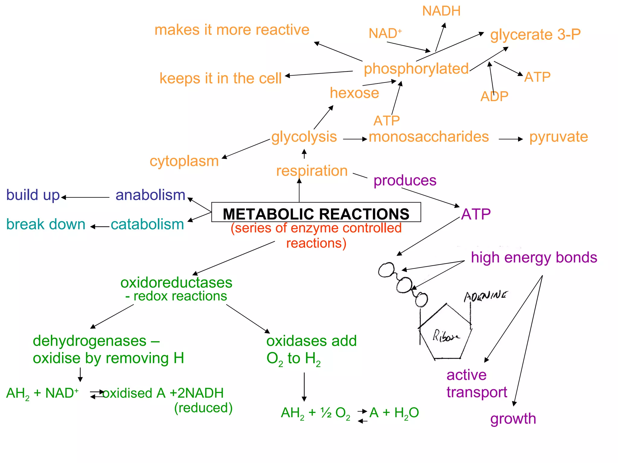 Revision Metabolic Pathways | PPT