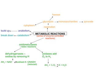 Revision Metabolic Pathways | PPT