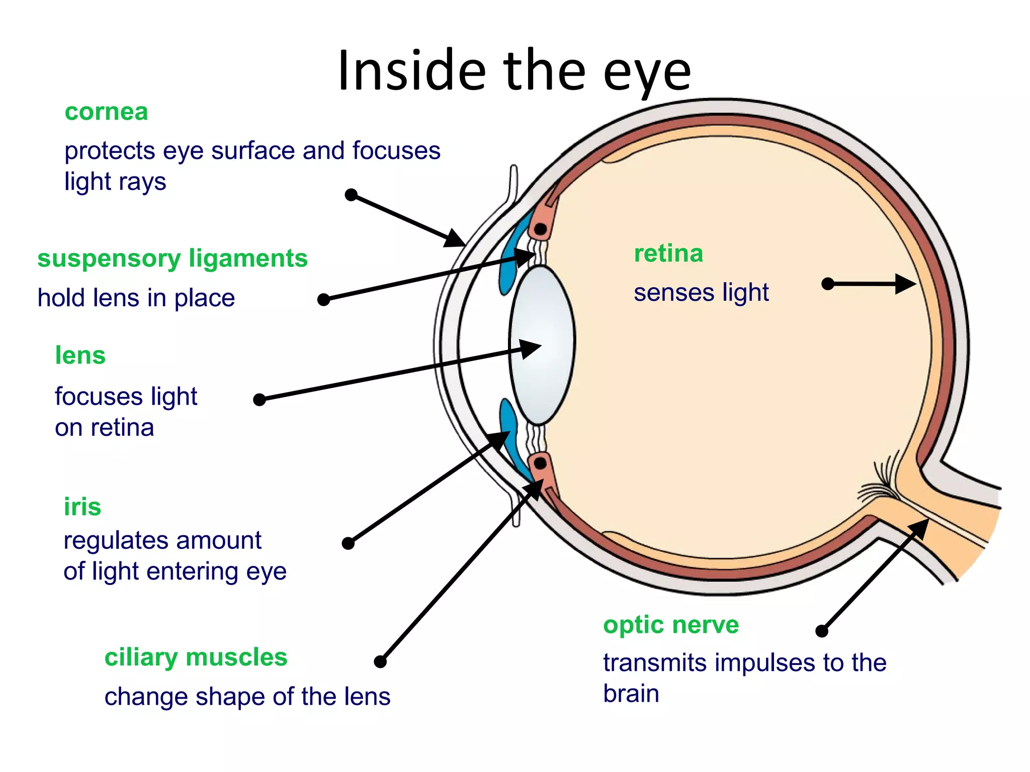 Revision the nervous system | PPT