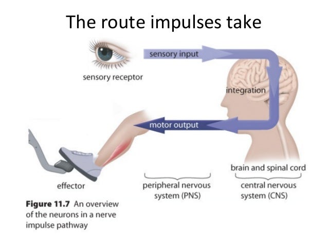Revision the nervous system