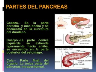ANATOMÍA Y FISIOLOGÍA DEL PANCREAS | PPTX