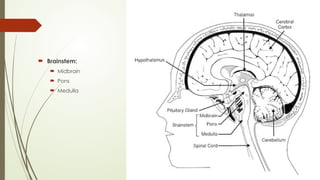 Revision for brain cross-sectional anatomy | PPTX