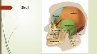 Revision for brain cross-sectional anatomy | PPTX