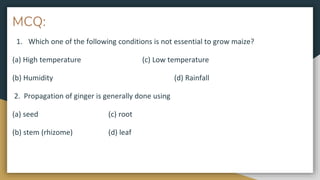 Revision of crops | PPTX