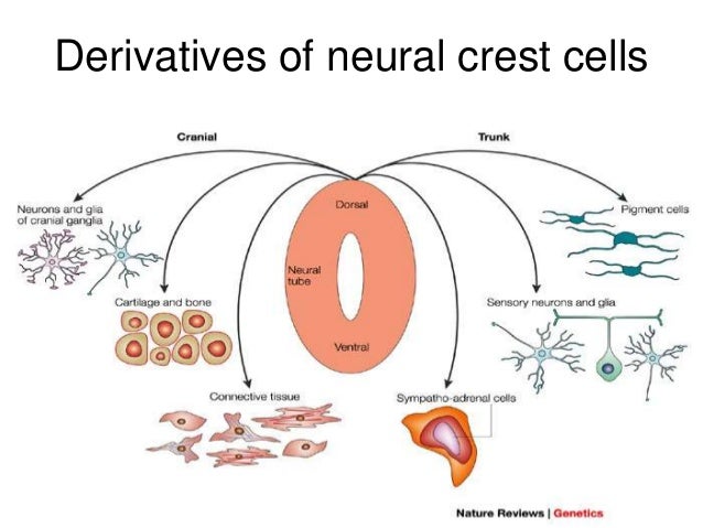 Revision of histology slides