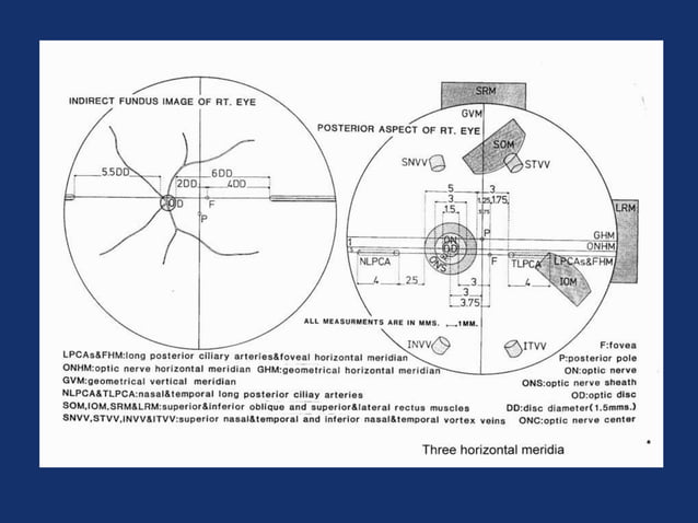 Revision of the Anatomy of the Posterior Aspect of the Eyeball - An ...