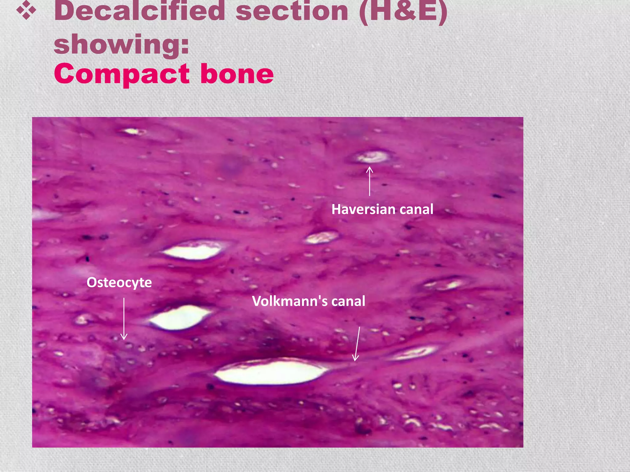 Revision oral histology 2020 | PPT