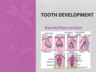 Revision oral histology 2020 | PPT