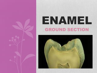 Revision oral histology 2020 | PPT