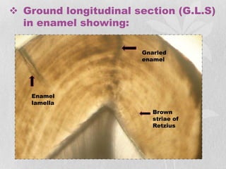 Revision oral histology 2020 | PPT