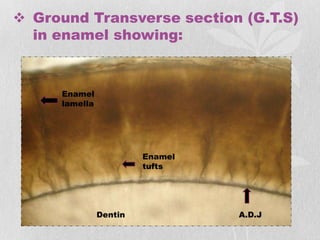 Revision oral histology 2020 | PPT