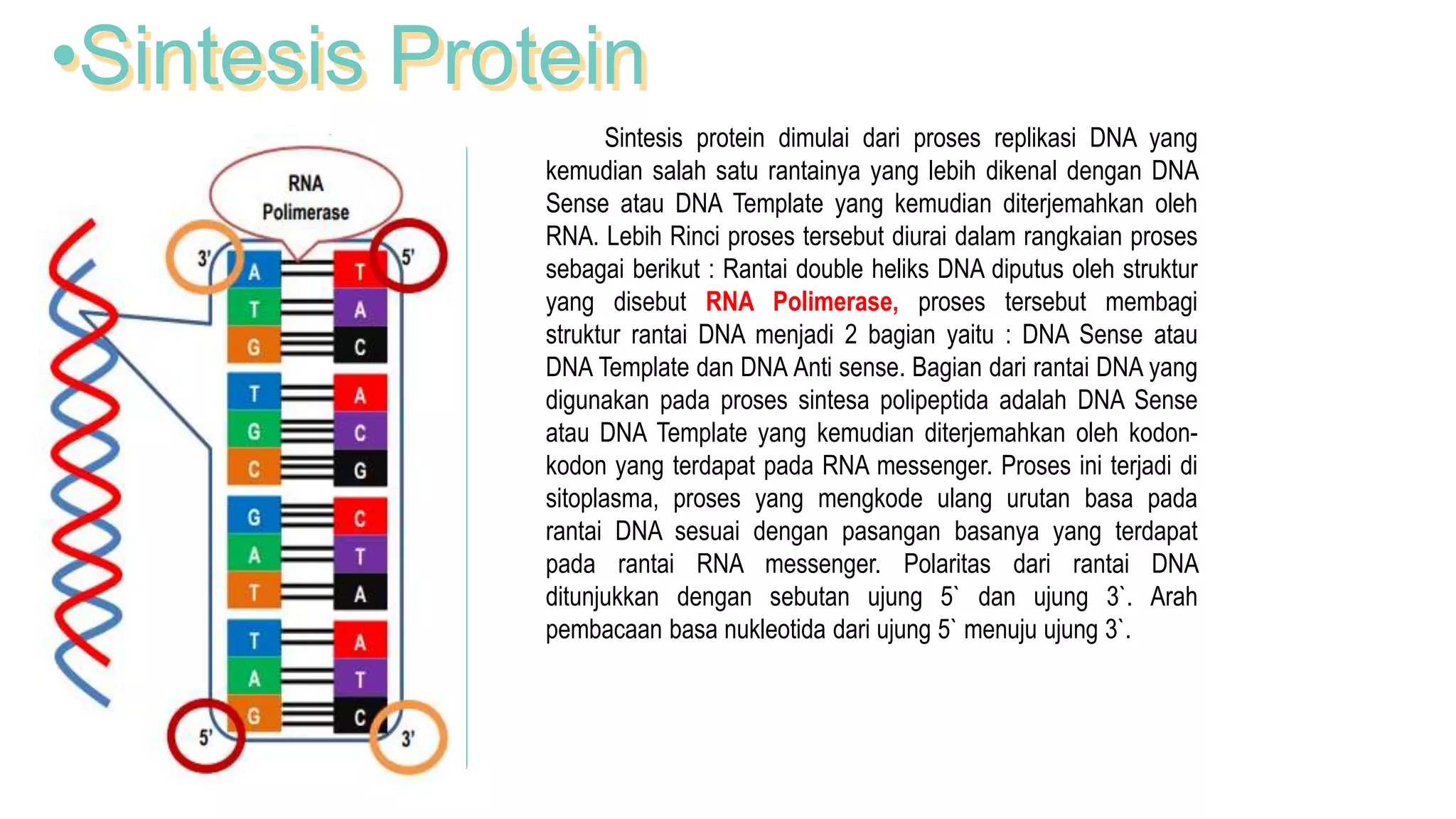 (Revisi) PPT SIntesis Protein.pptx
