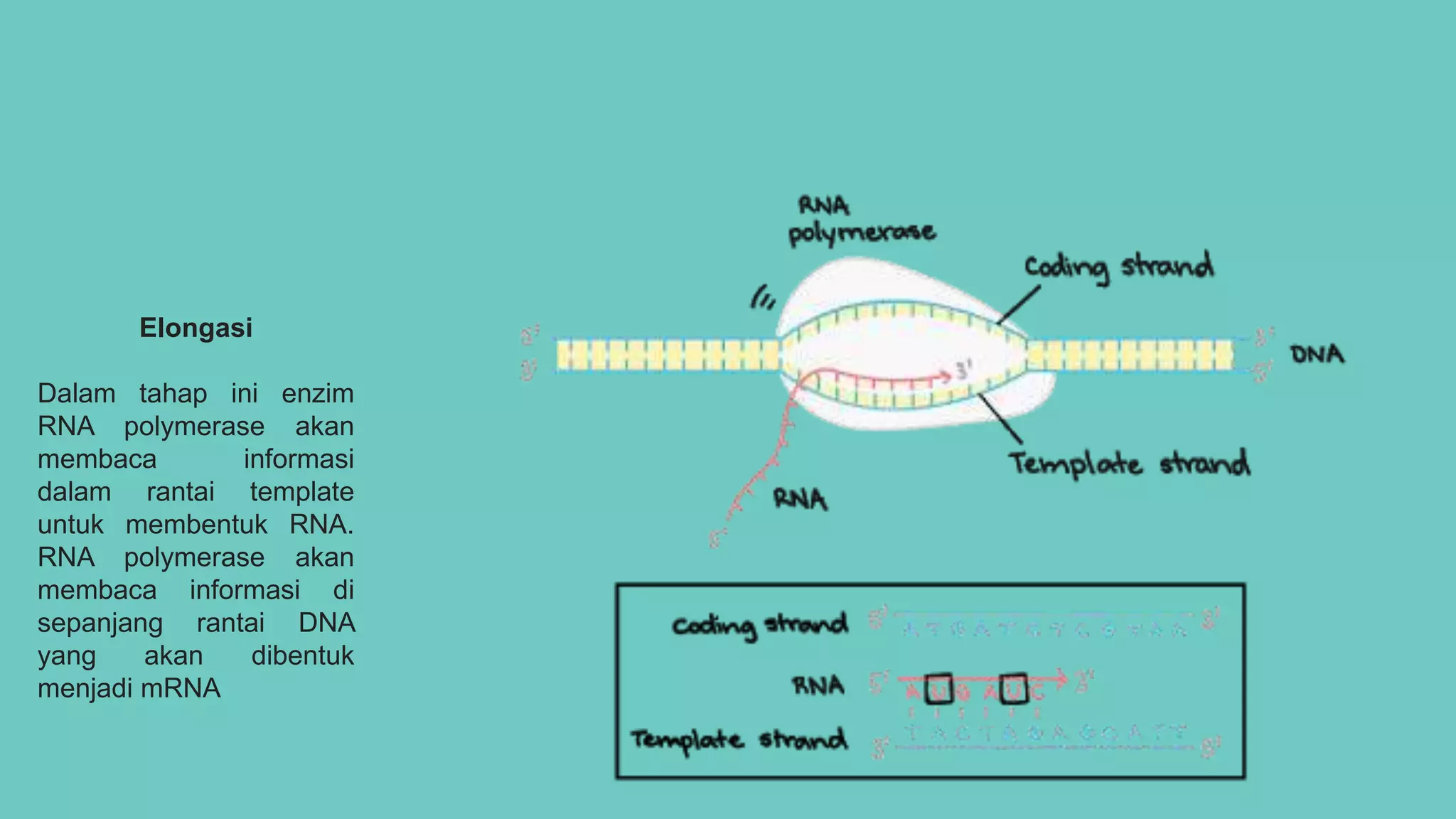 (Revisi) PPT SIntesis Protein.pptx
