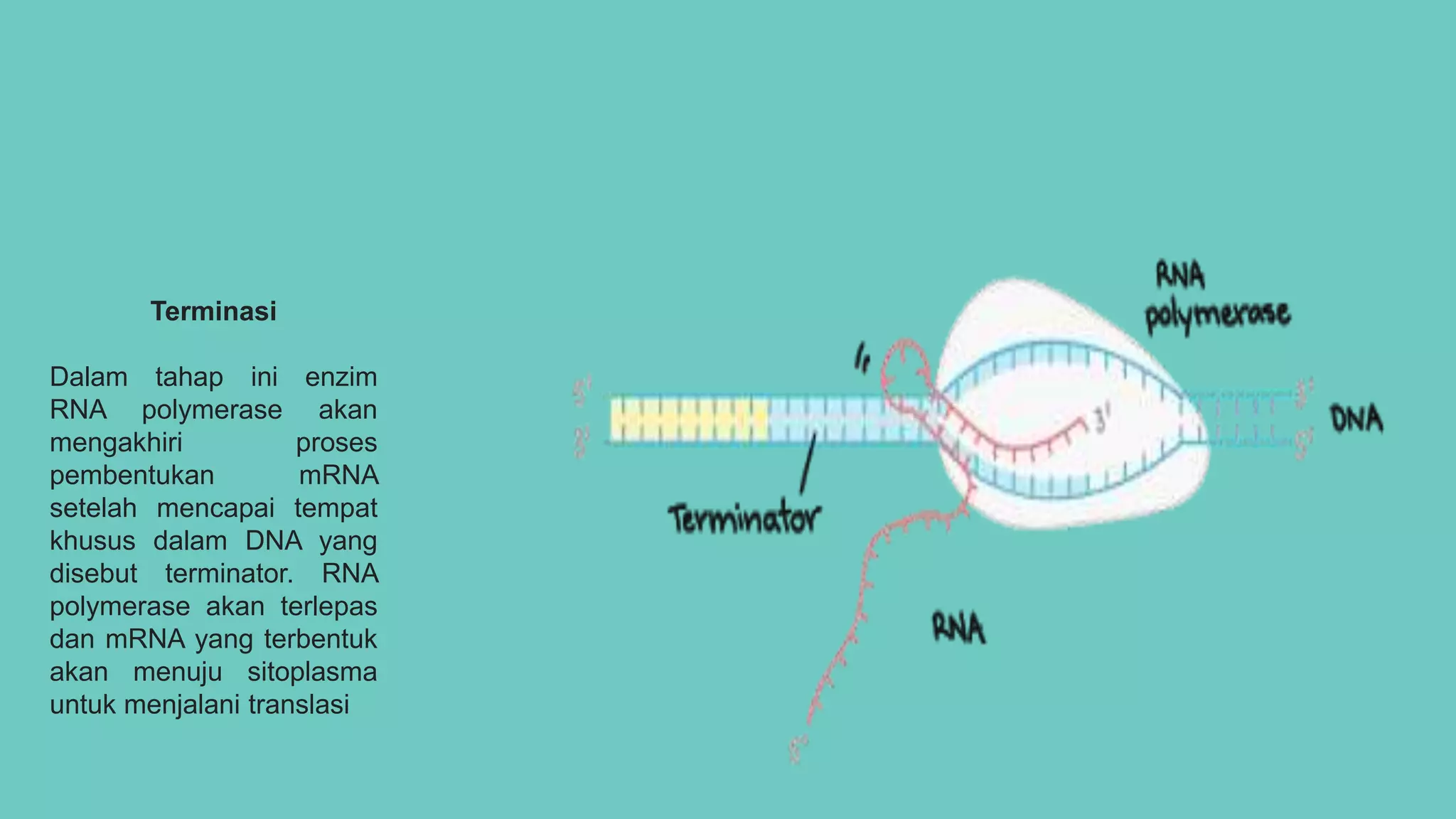 (Revisi) PPT SIntesis Protein.pptx