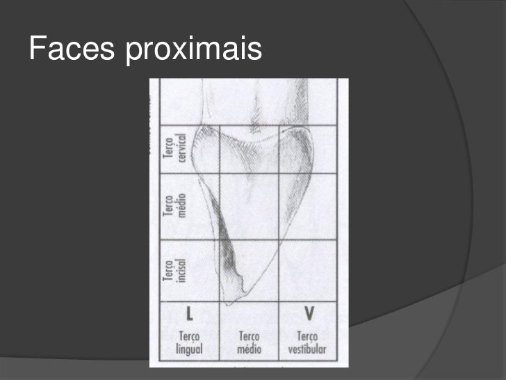 Revisão anatômica dental