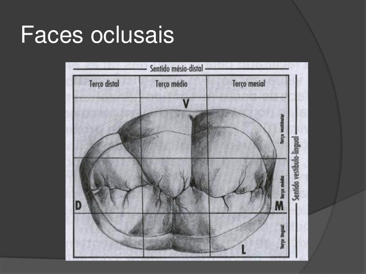 Revisão anatômica dental