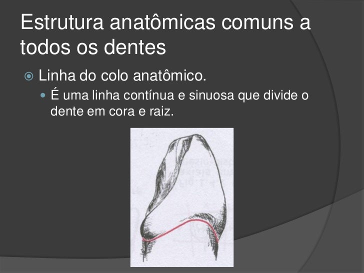 Revisão anatômica dental