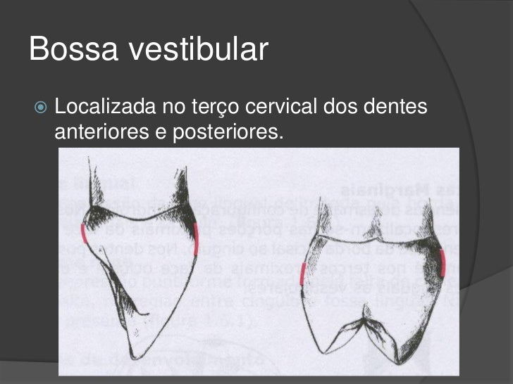 Revisão anatômica dental