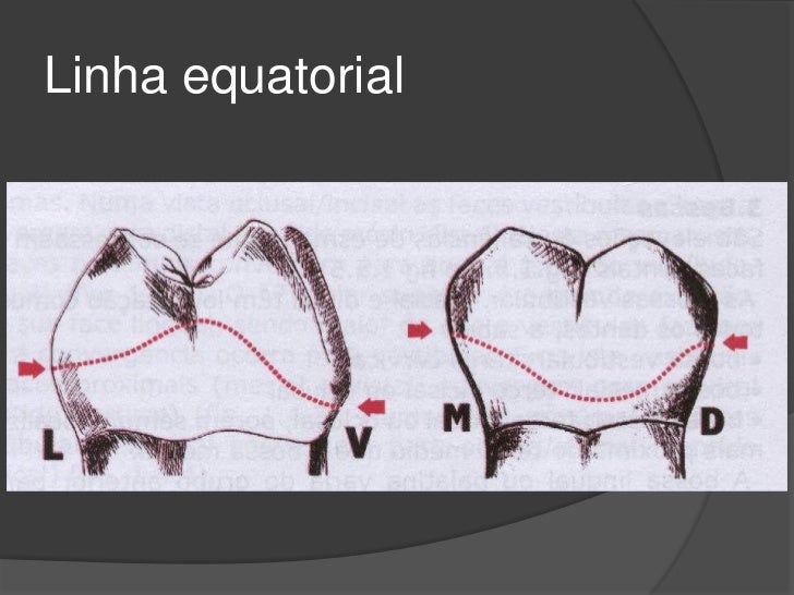 Revisão anatômica dental