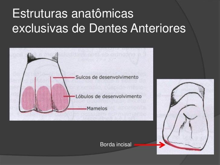 Revisão anatômica dental