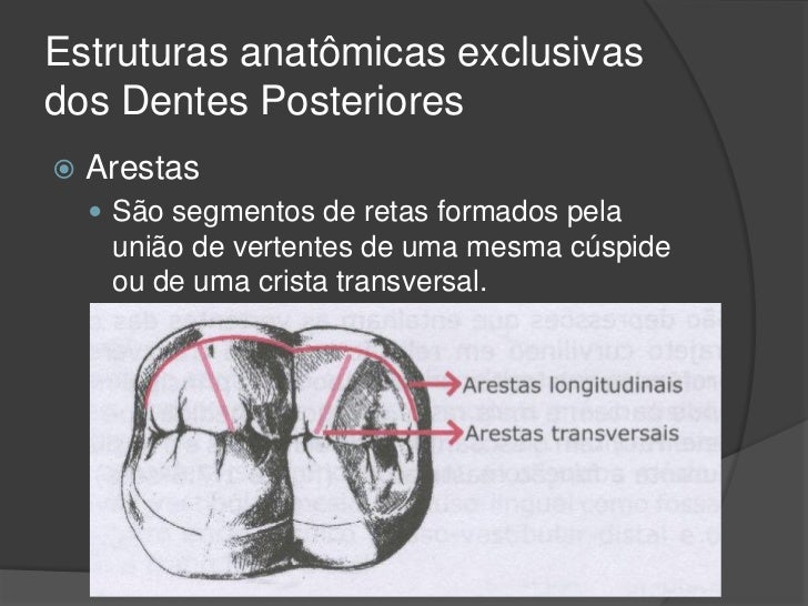 Revisão anatômica dental