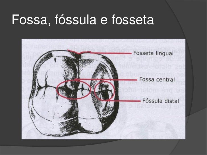 Revisão anatômica dental