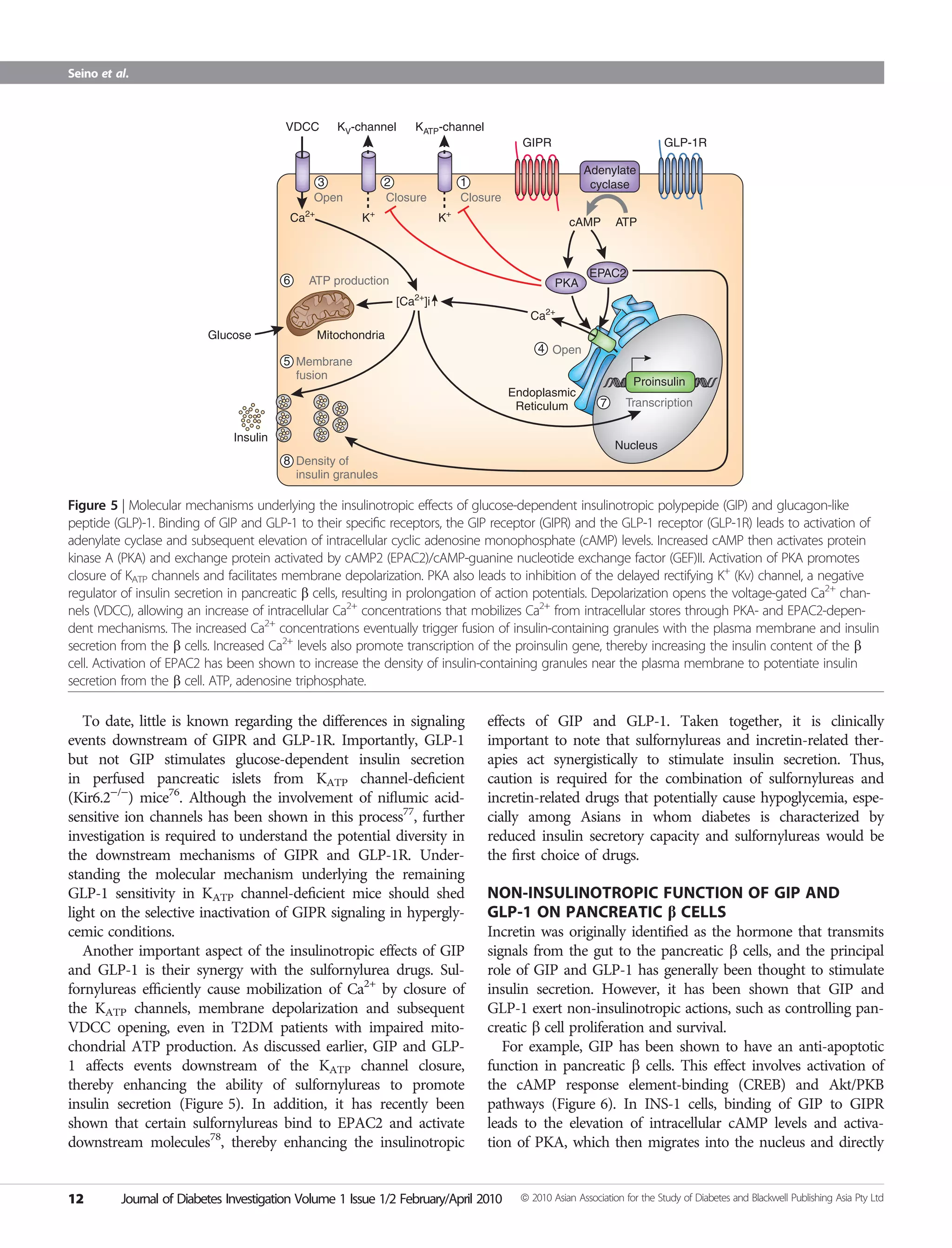 GLP 1 E GIP: DIFERENÇAS E SEMELHANÇAS | PDF