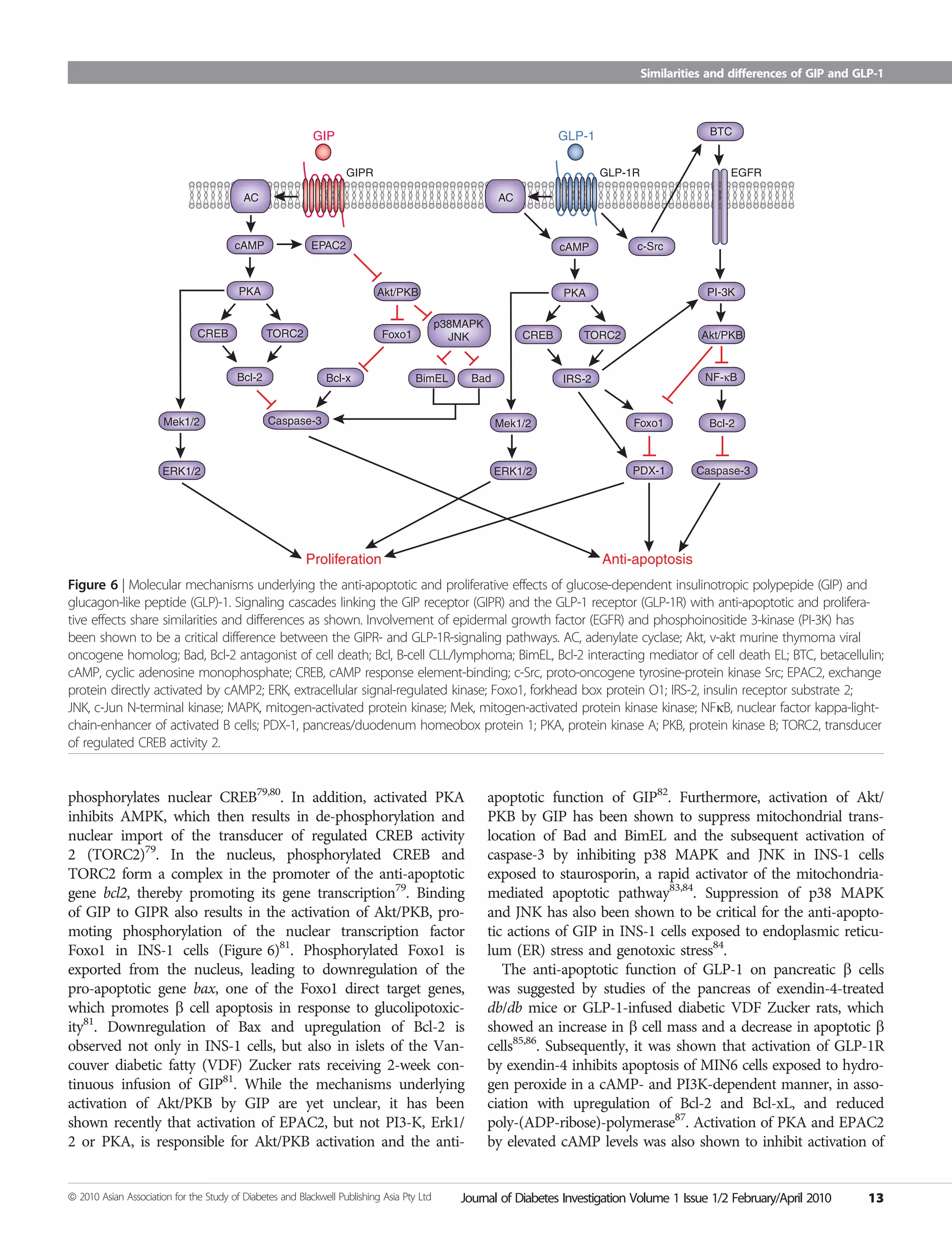 GLP 1 E GIP: DIFERENÇAS E SEMELHANÇAS | PDF