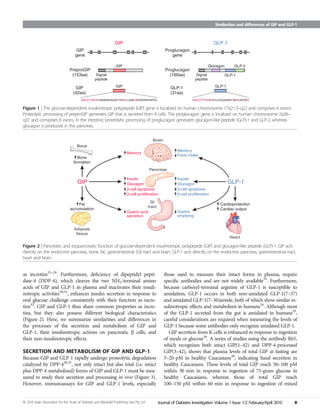 GLP 1 E GIP: DIFERENÇAS E SEMELHANÇAS | PDF