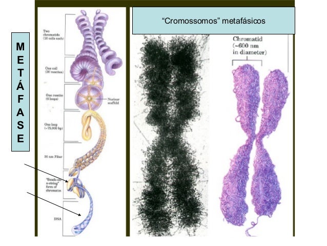 Revisão introdução div celular semana1_ago2015