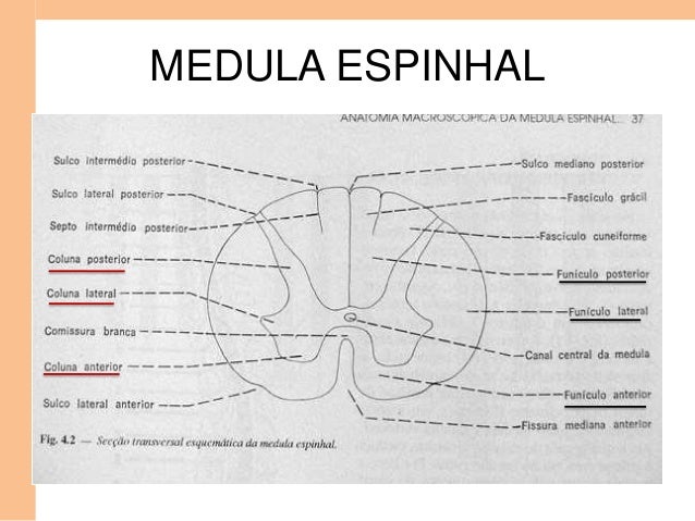 Revisão neuroanatomia