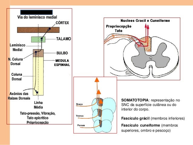 Revisão neuroanatomia