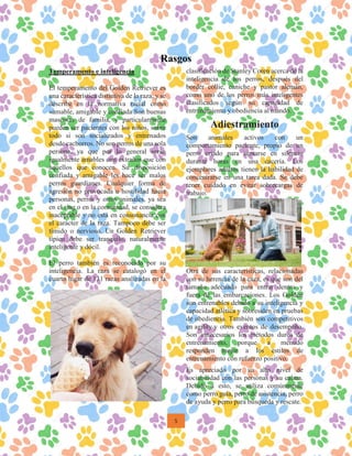 Revista digital golden retriever apff 2.0 | PDF