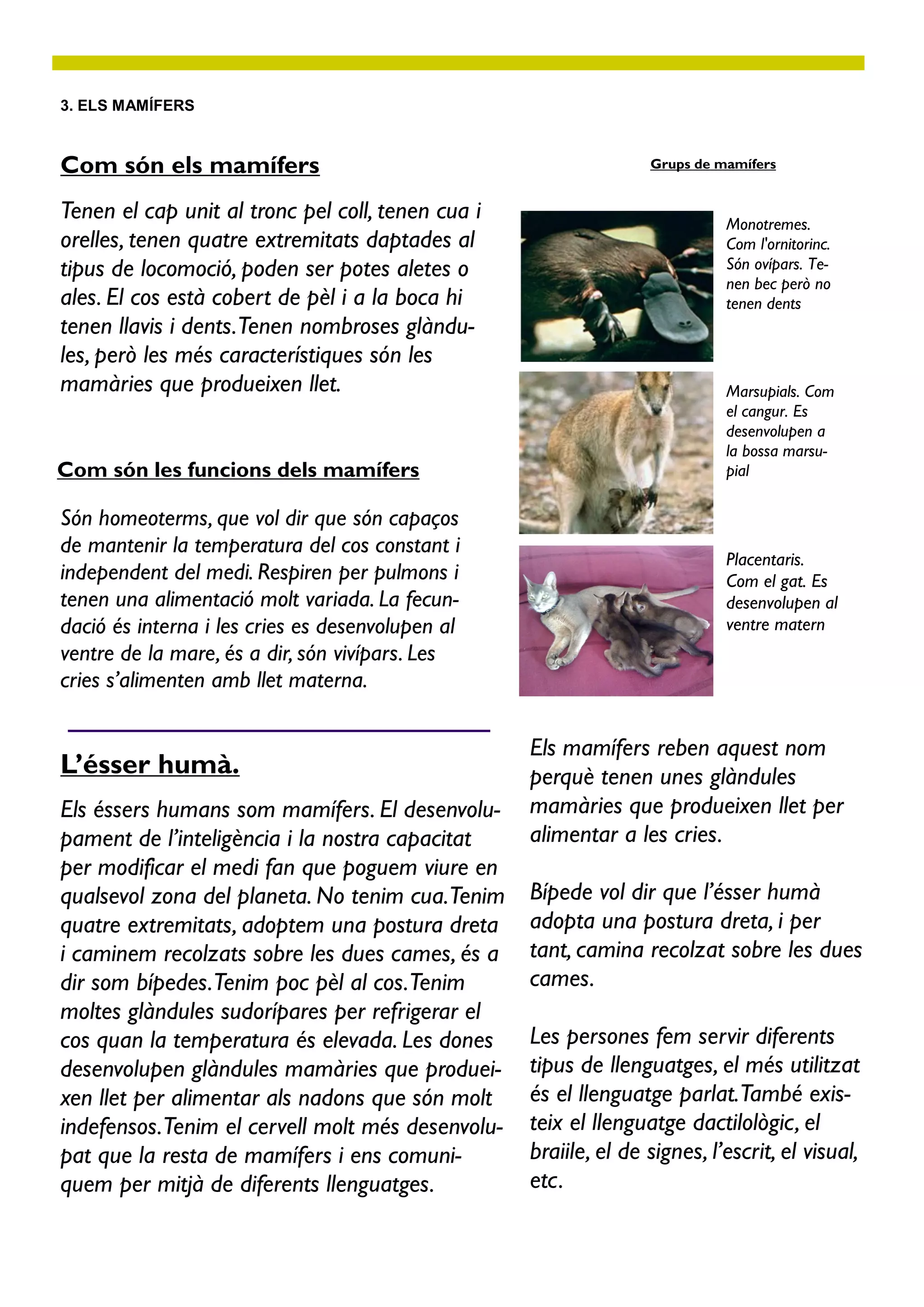 Animals vertebrats | PDF