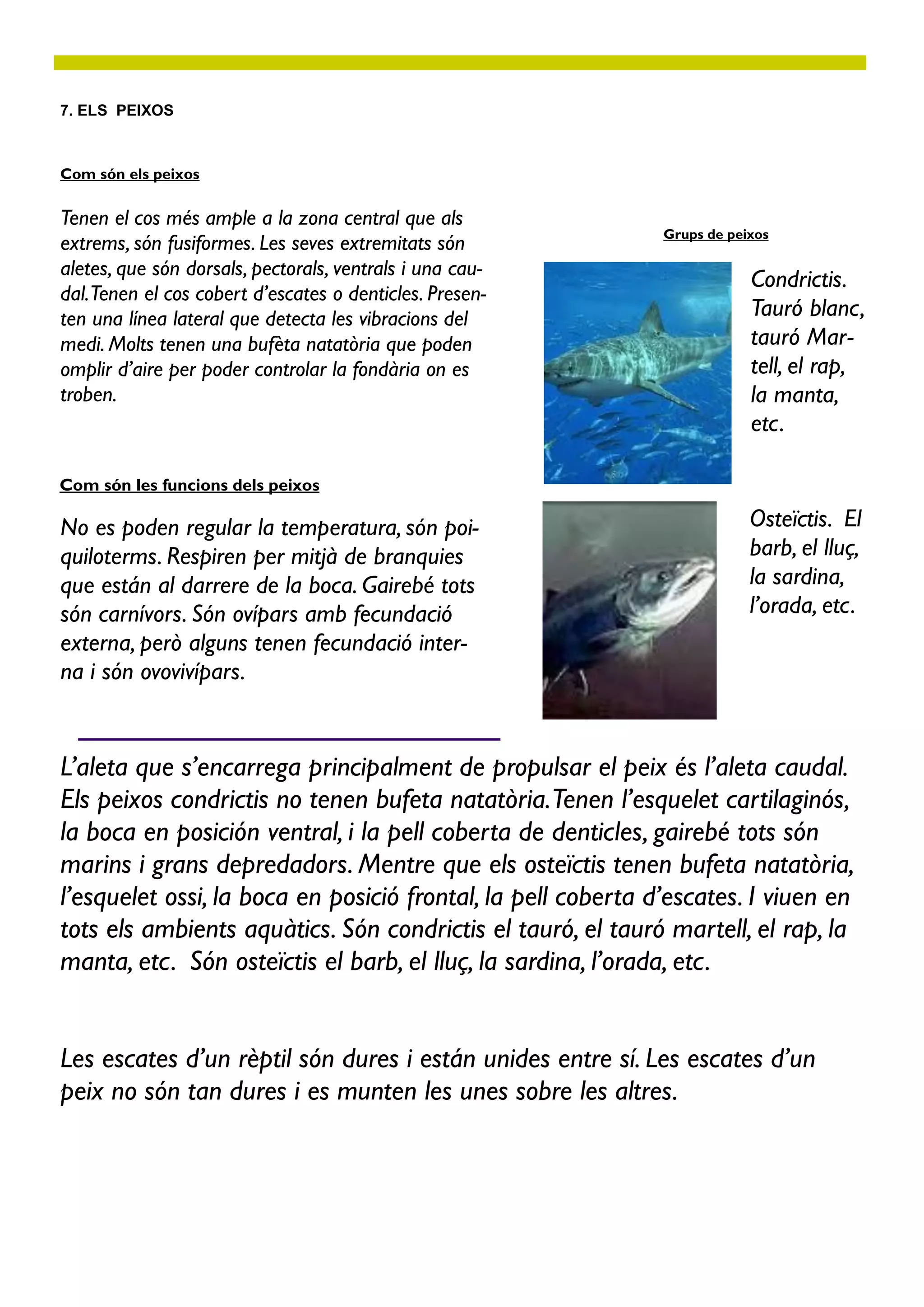 Animals vertebrats | PDF