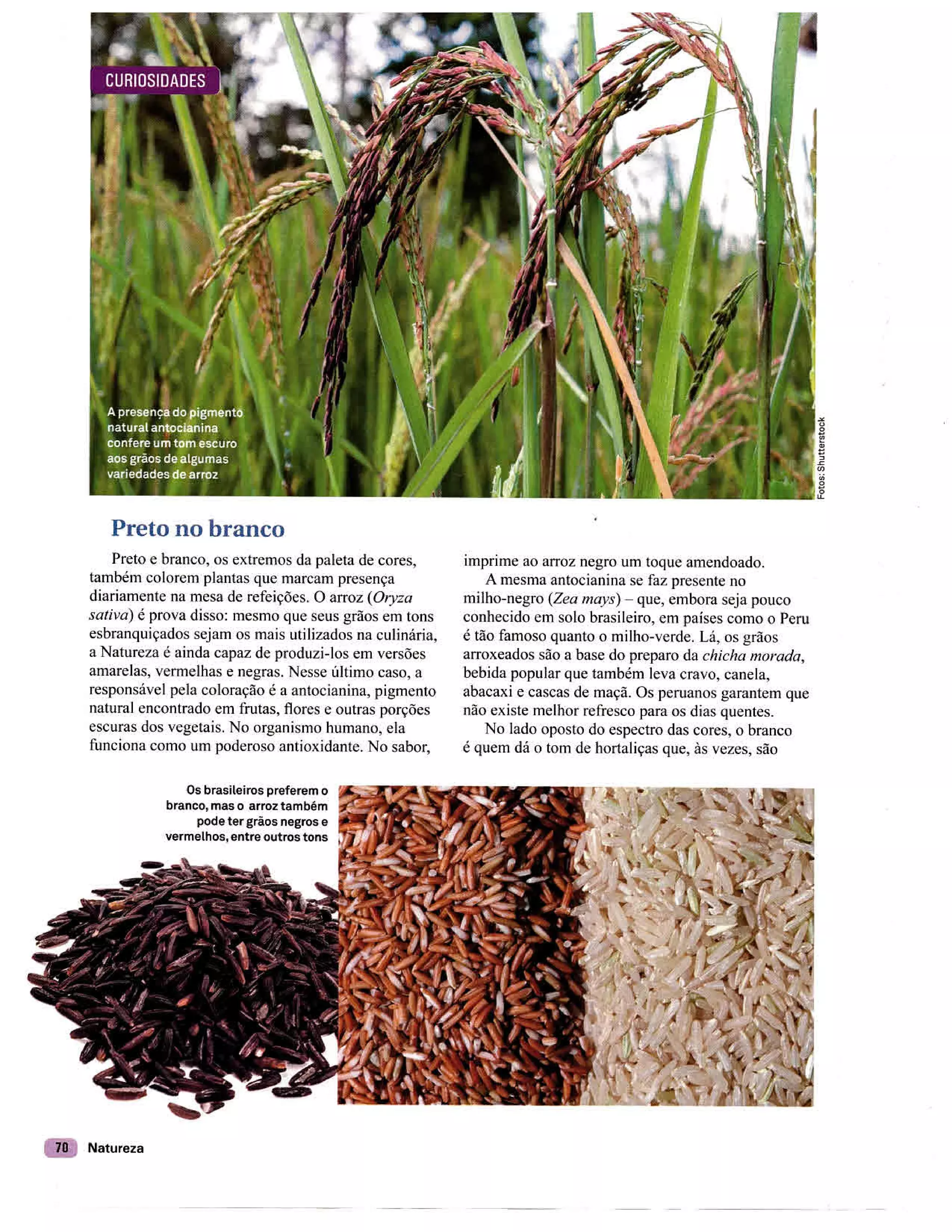 As mil cores dos alimentos | PDF