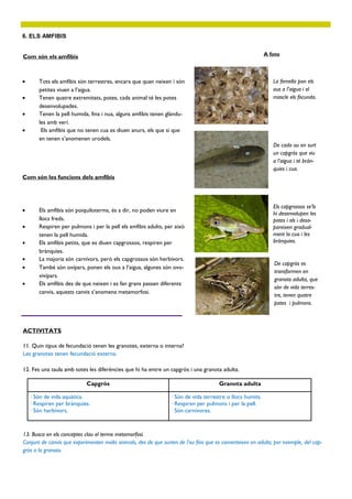 Animals vertebrats | PDF