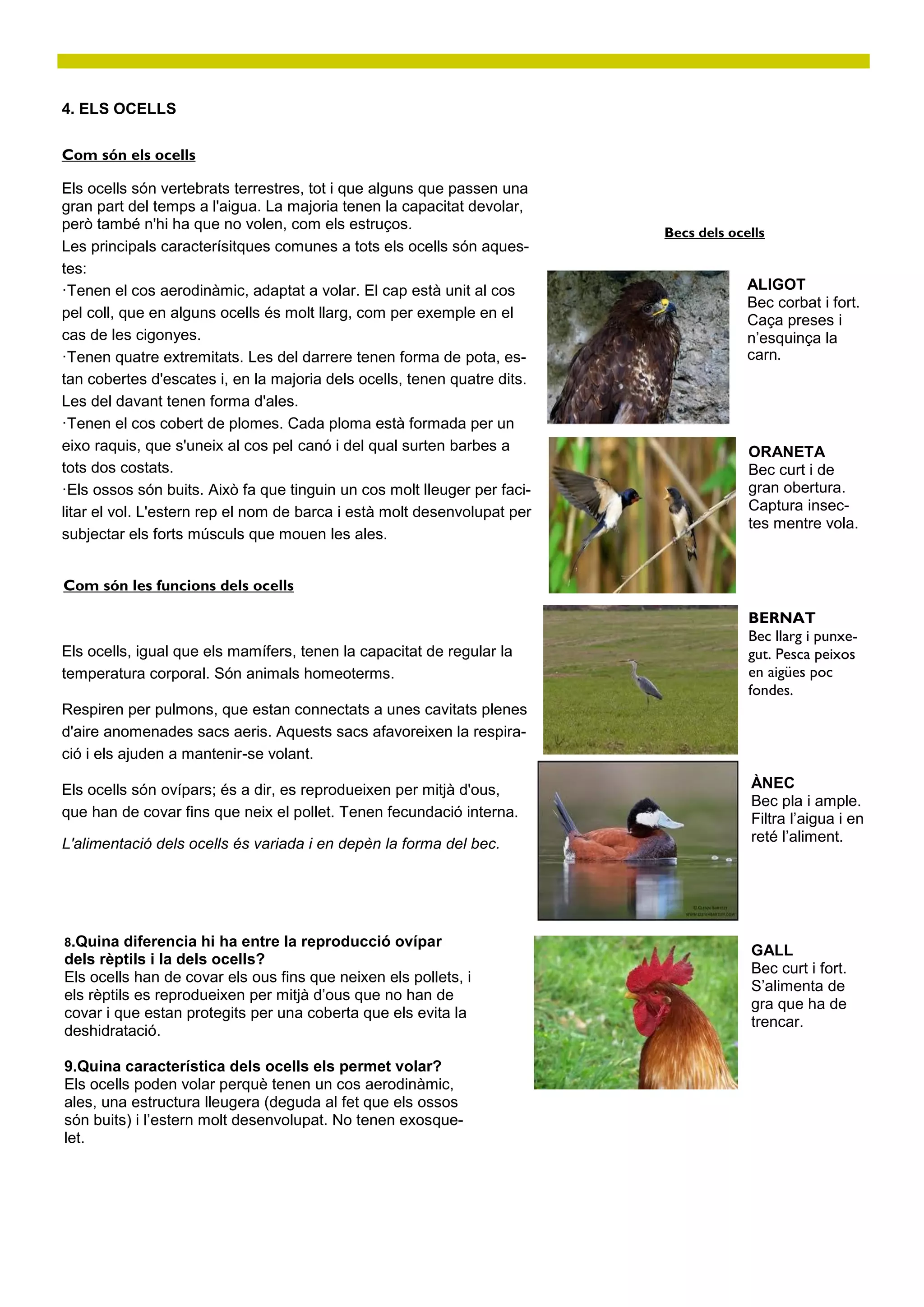 Animals vertebrats | PDF