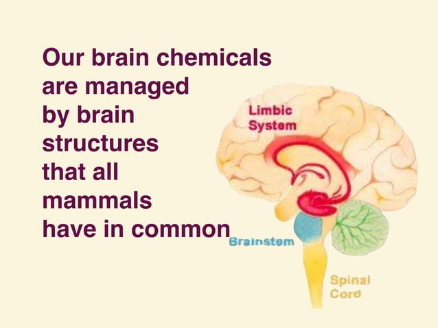 Rewire your natural happy brain chemicals: Dopamine, Serotonin ...