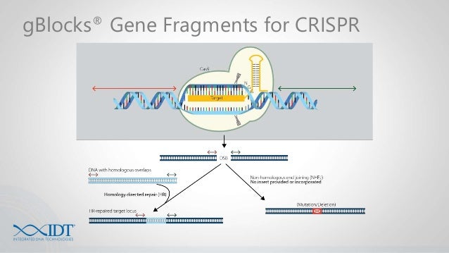 Rewriting the Genome Using CRISPR and Synthetic Biology