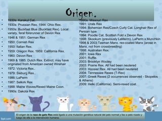 Rex | PPT | Cats | Pets