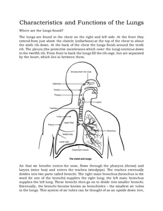 The Human Respiratory System Worksheet Answers
