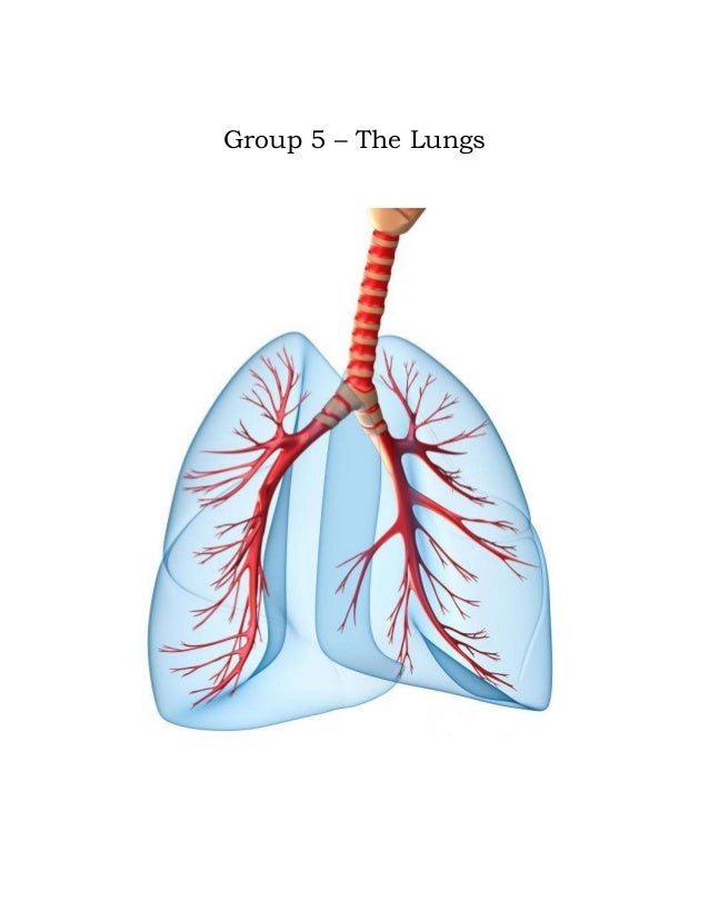 Lungs Grade 4