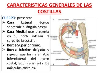 Osteología del Tórax | PPTX