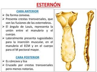 Osteología Del Tórax Pptx