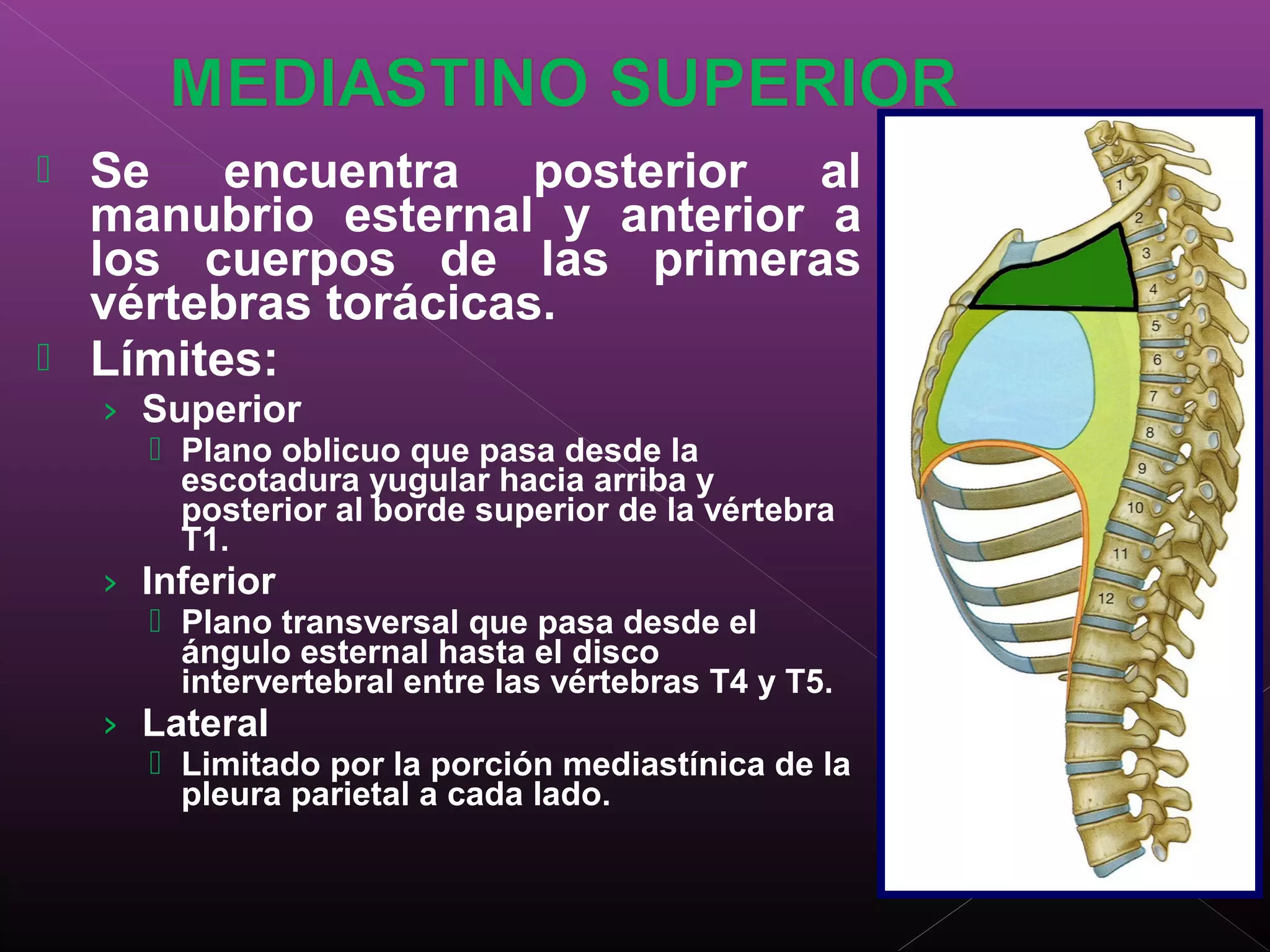 Anatomía del Mediastino Superior | PPT
