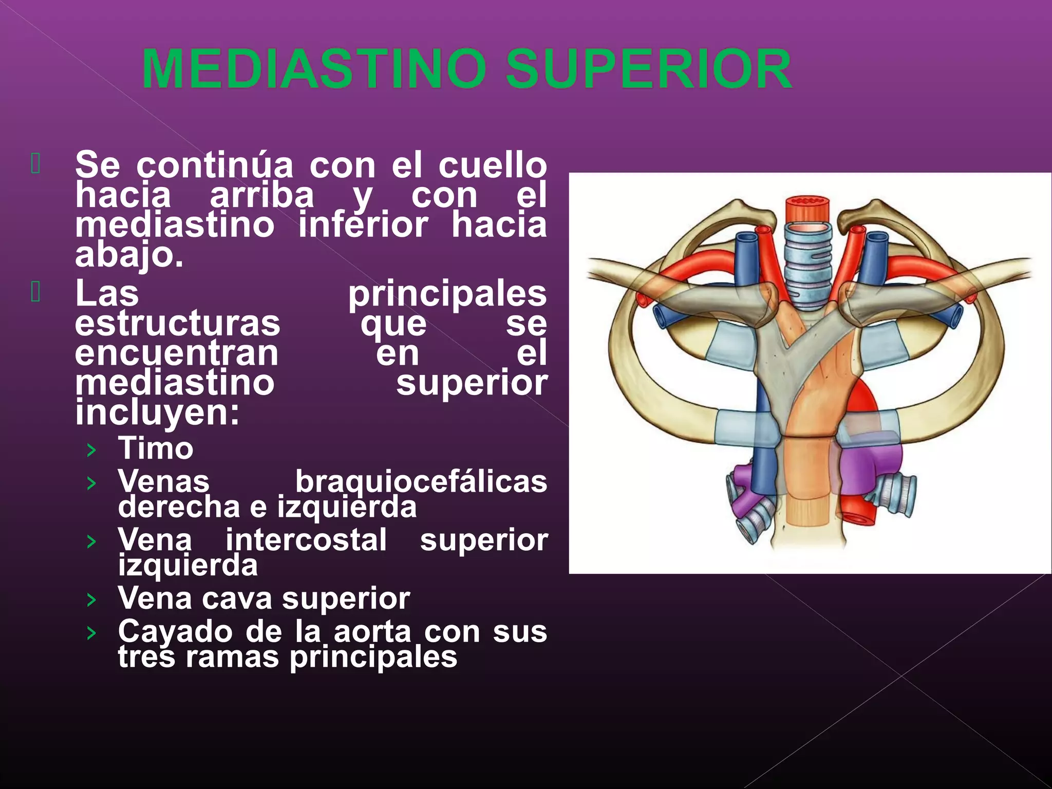 Anatomía del Mediastino Superior | PPT