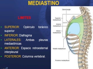 Anatomía del Mediastino Superior | PPT