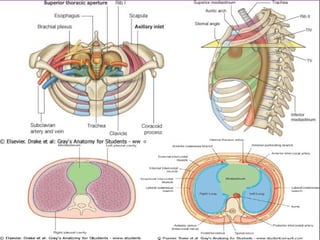 Anatomía del Mediastino Superior | PPT